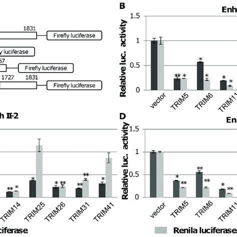 Mapping The Cis Element That Mediates Trims Inhibition Of Hbv Enh Ii