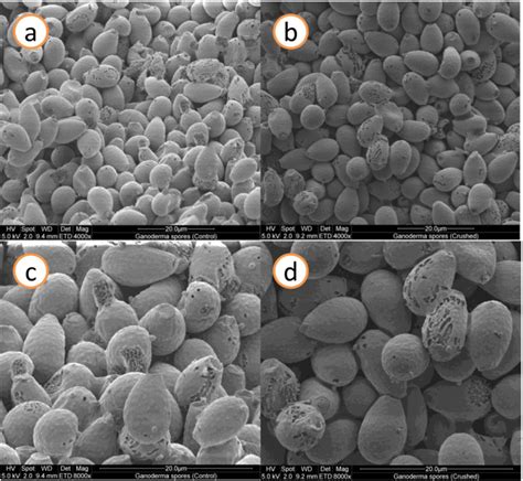 Figure A6 1 Scanning Electron Micrographs Of Ganoderma Spores A Download Scientific Diagram