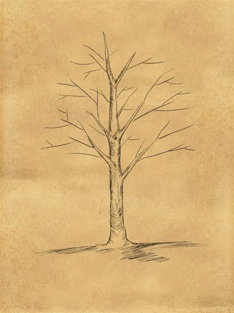 Tree Without Leaves Drawing At GetDrawings Free Download