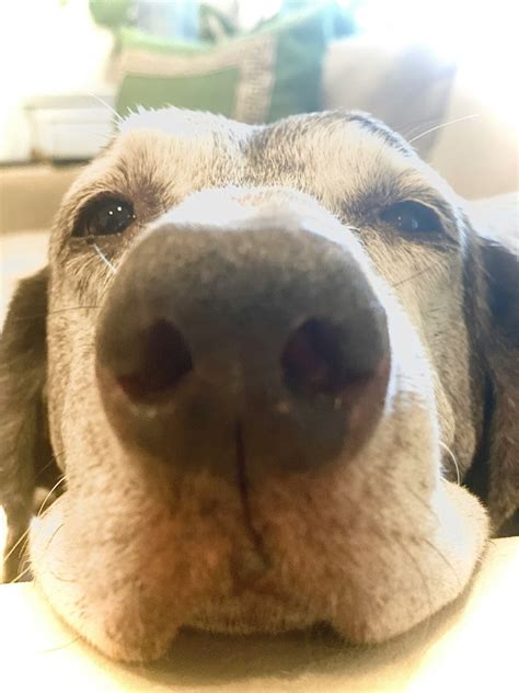 Sniffing Out The Sins Of The Past White Collar Forensic