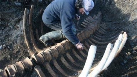 Extinct Stellers Sea Cow Fossil Found In Commander Islands Russia