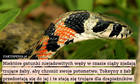 Faktopedia.pl