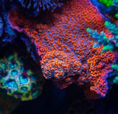 Montipora Wwc Dragon Fruit Montipora Plate Form Corals