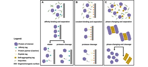 Schematic Representation Of The Different Types Of Protein Binding Download Scientific Diagram