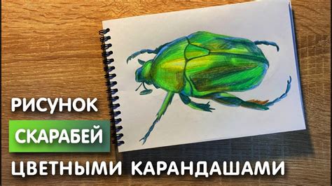Рисунок цветными карандашами жука скарабея Поэтапная срисовка для начинающих Youtube