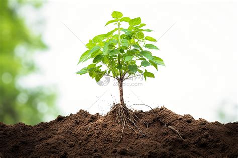 土壤中的小树高清图片下载 正版图片600756105 摄图网