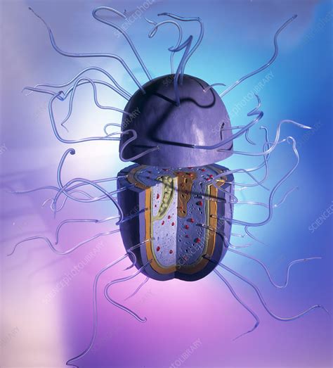 Bacterial Cell Illustration Stock Image C0524830 Science Photo