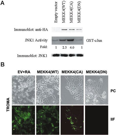 Expression Of Wild Type And Constitutively Active Mekk4 Induces