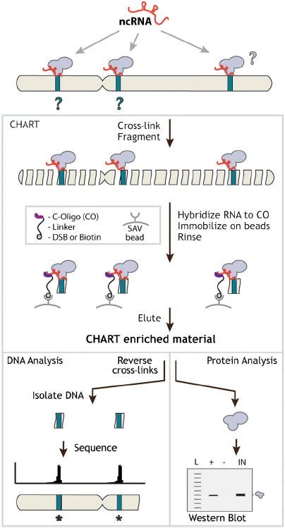 Chart Is A Hybridization Based Strategy That Uses Complementary