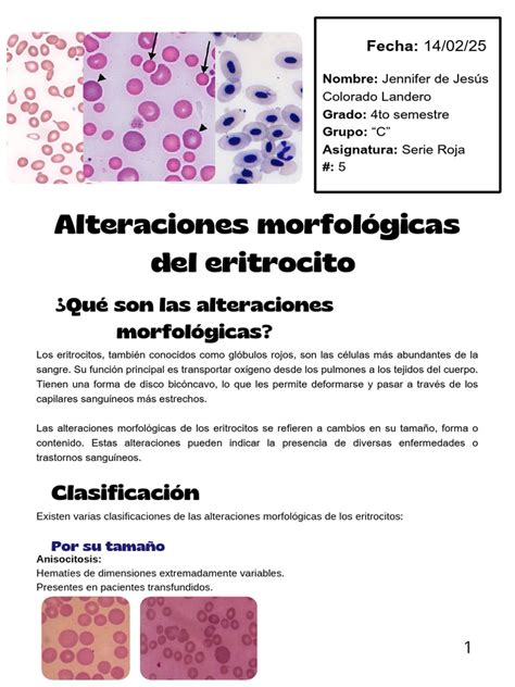 Alteraciones Morfológicas Del Eritrocito Pdf 5 Pdf Glóbulo Rojo