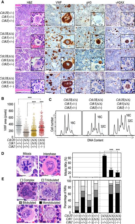 Functional Reprogramming Of Polyploidization In Megakaryocytes Developmental Cell