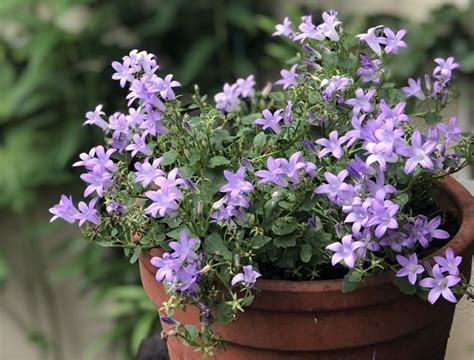 710 탄생화 달마시안 벨플라워 초롱꽃 김타쿠닷컴