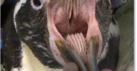 Til Penguins Have Tooth Like Spikes In Their Mouths And On The Tongue Album On Imgur