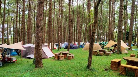 ข่าว Like สาระ พิษณุโลกคึกคัก ท่องเที่ยวภูหินร่องกล้าต้อนรับลมหนาว