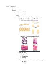 Understanding Tissues & Integument: Types, Functions, and Layers | Course Hero