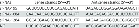 The Rna Oligonucleotides Used For Cell Transfection Download Scientific Diagram