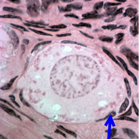 Female Repro Flashcards Quizlet