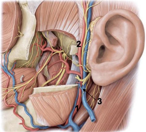 Parotid Temporal And Infratemporal Regions Flashcards Quizlet