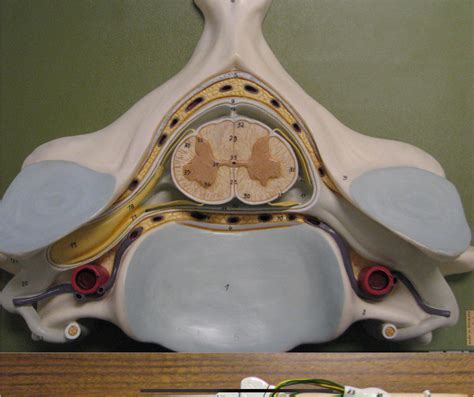 A P Final Lab Practical Nervous System Diagram Quizlet