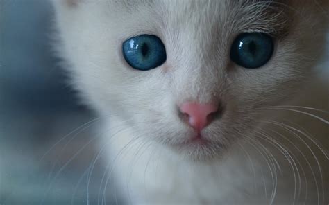 Blue Eyes Cat Wallpapers Wallpaper Cave