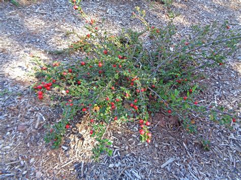 Cotoneaster Apiculatus Cotoneaster Cranberry Cotoneaster North