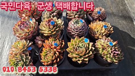 국민 명품다육 군생 택배합니다 010 8453 5338 Youtube