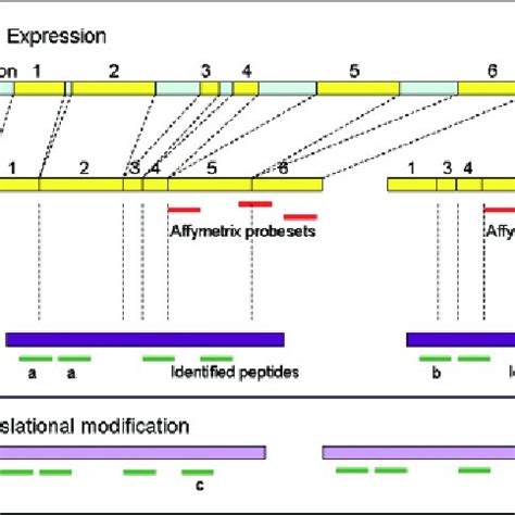 Comparison Of The Data Generated By Proteomics Vs Transcriptomics A Download Scientific