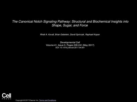 The Canonical Notch Signaling Pathway Structural And Biochemical Insights Into Shape Sugar
