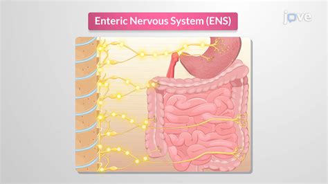 Video Enteric Nervous System Regulation Of Gi Motor Activity