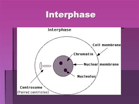 Genetics Aa Xx Xy Dna Gcat Ppt Download