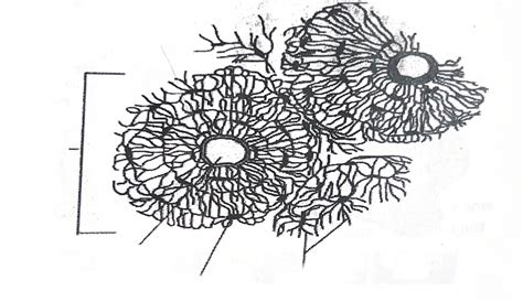Cross Section Of Compact Bone Labeling Diagram Quizlet