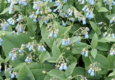 Mertensia sibirica - Изображение особи - Плантариум