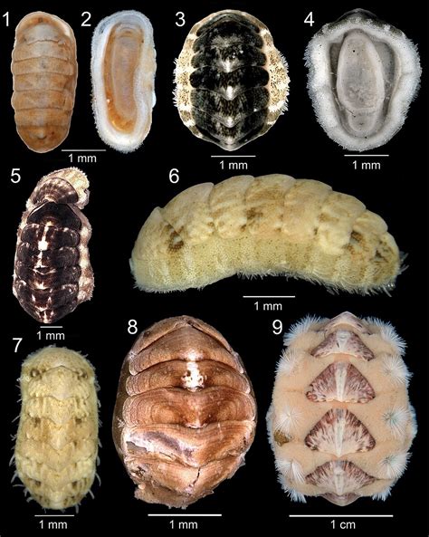 Polyplacophora Wikipedia La Enciclopedia Libre
