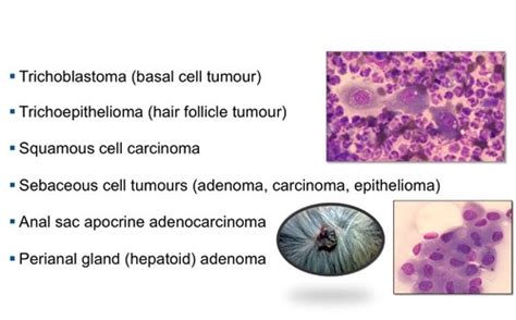 Differential Diagnoses For Cutaneous Subcutaneous Masses Flashcards Quizlet