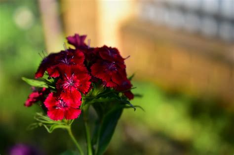 1 000 무료 카네이션 And 꽃 이미지 Pixabay