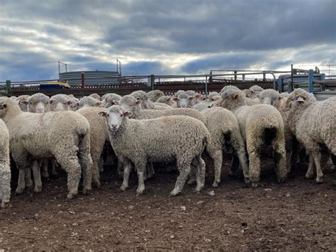Lot 842 76 Mixed Sex Lambs Auctionsplus