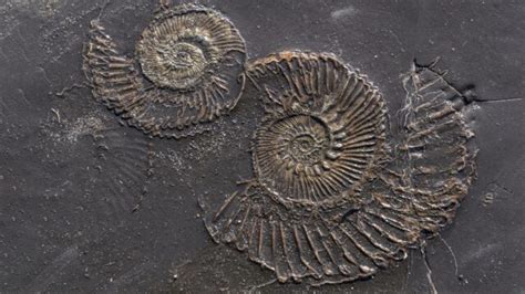 Types Of Fossils And The Fossilization Process Geology Science