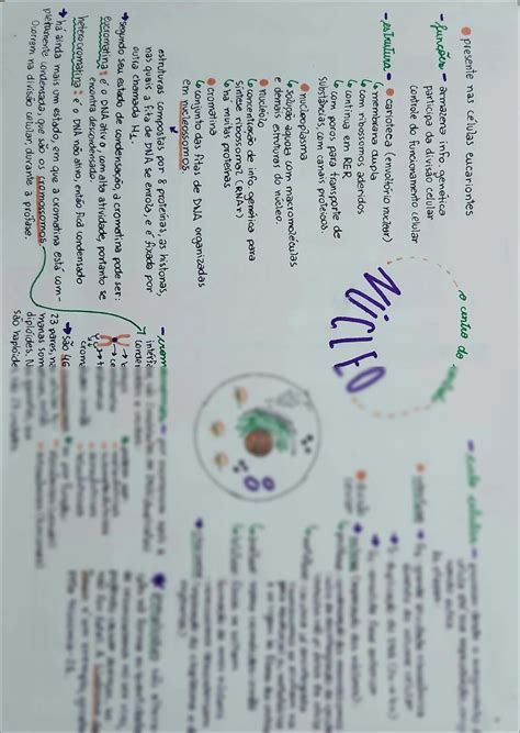 Mapas Mentais Sobre Núcleo Celular Mapa 10 Mapas Mentais Sobre Núcleo Celular Mapa 10