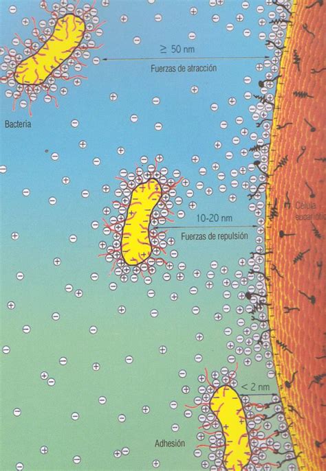 Microbiología Y Epidemiología Adhesion Bacteriana A Celulas Del