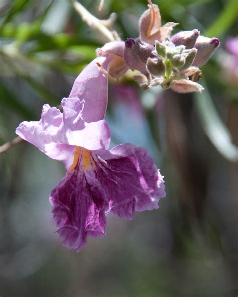 Chilopsis Linearis Desert Willow