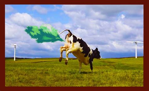 Diet Supplement Reduces Cows Methane Based Burps And Farts