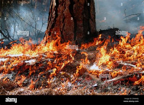 Prescribed Fire In An Old Growth Ponderosa Pine Forest Kootenai