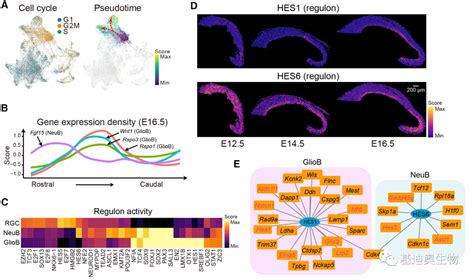 空间转录组定量分析及应用—基因调控网络 知乎