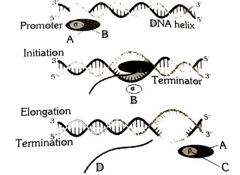 A Cross Bridge B Cross Bridge Formation C Sliding Rotation D