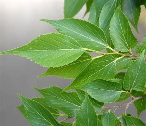 Hackberry Tree Forestry Com