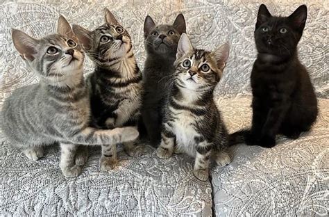 Are Those Bsh Kitten Second Picture Is With The Mom Seller Told Me