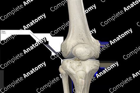 Tibial Tuberosity Lesions Sciencedirect