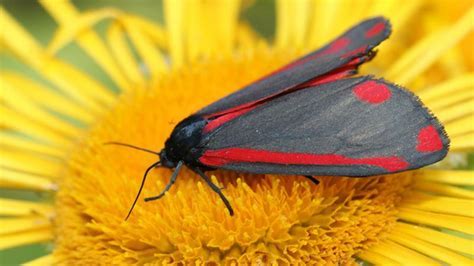 Are Cinnabar Moth Caterpillars Poisonous To Humans