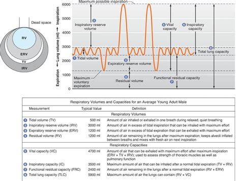 RESPIRATORY PHYSIOLOGY Lung Mechanics Pulmonary Blood Flow And O PPTX Lung And