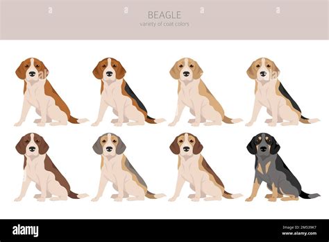 Beagle Colors